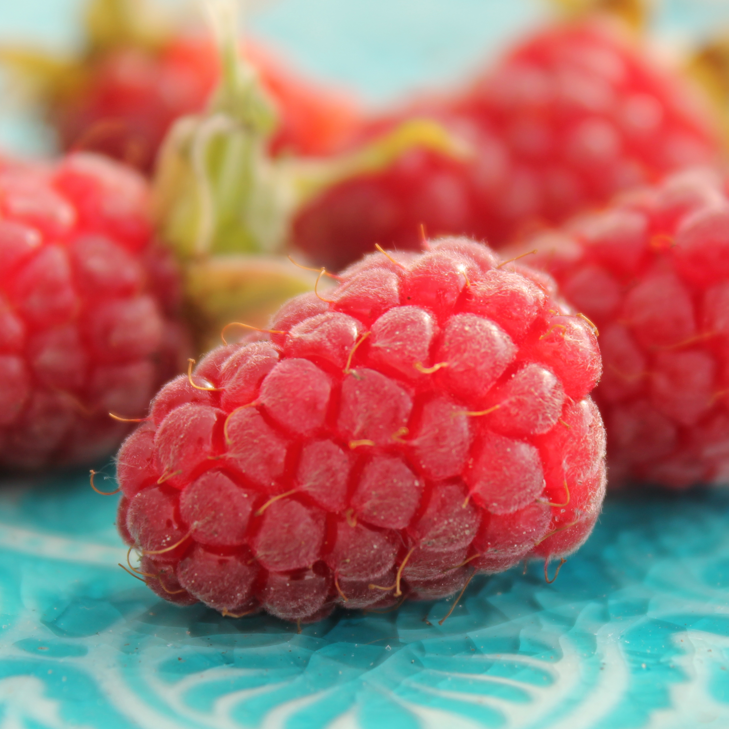 Deaflora - Loganberry