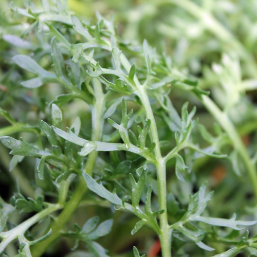 Deaflora - Maca (Pflanze)