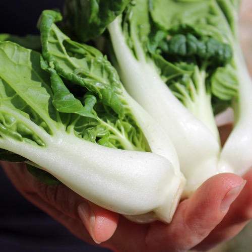 Deaflora - Mini Pak Choi